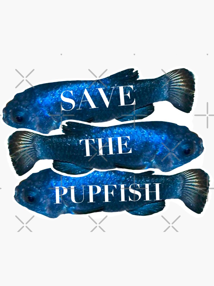 "Save The Pupfish" Sticker for Sale by Notveryclassy | Redbubble