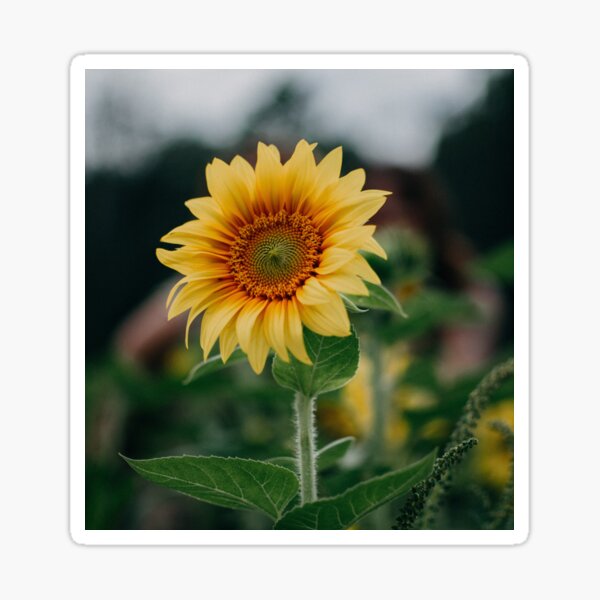 "Sunflower" Sticker for Sale by ArtistGP | Redbubble