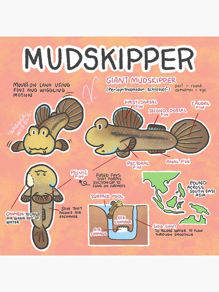 "Mudskipper in a nutshell" Poster for Sale by whaletinyfish | Redbubble