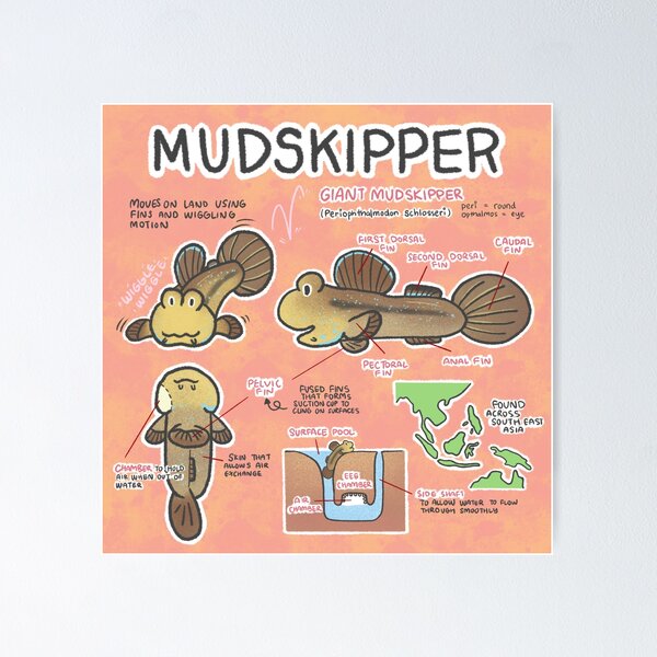 "Mudskipper in a nutshell" Poster for Sale by whaletinyfish | Redbubble