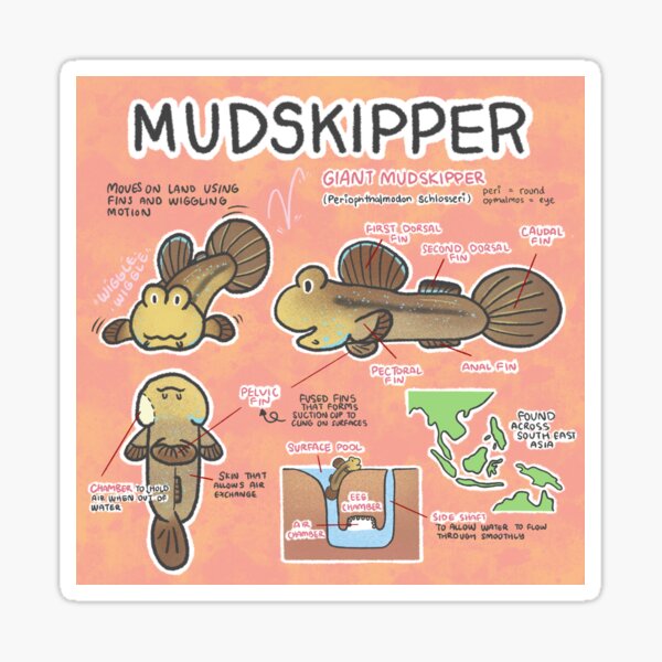 "Mudskipper in a nutshell" Sticker for Sale by whaletinyfish | Redbubble