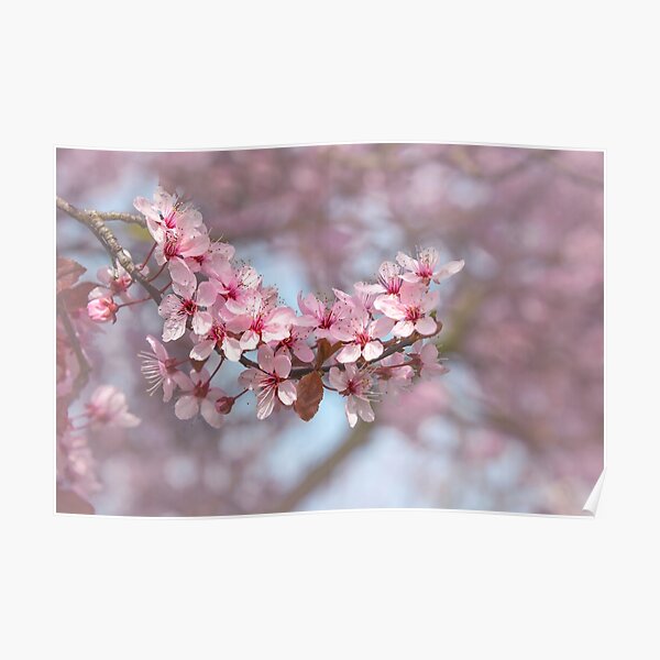 "Cherry Blossom Tree" Poster for Sale by Lanas | Redbubble
