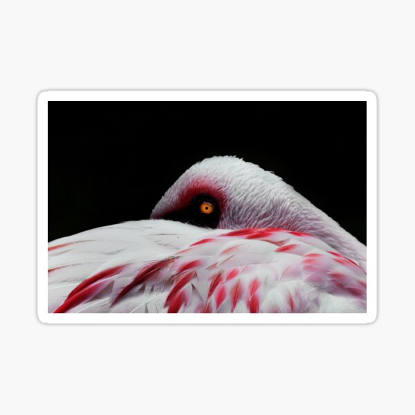 Flamingo Merch & Gifts for Sale | Redbubble