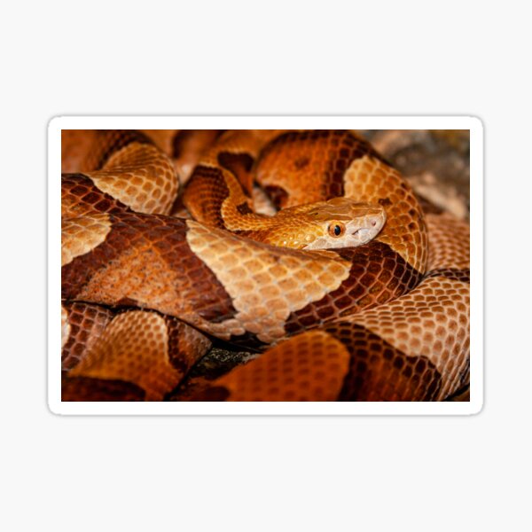 "Copperhead snake " Sticker for Sale by Dalyn | Redbubble