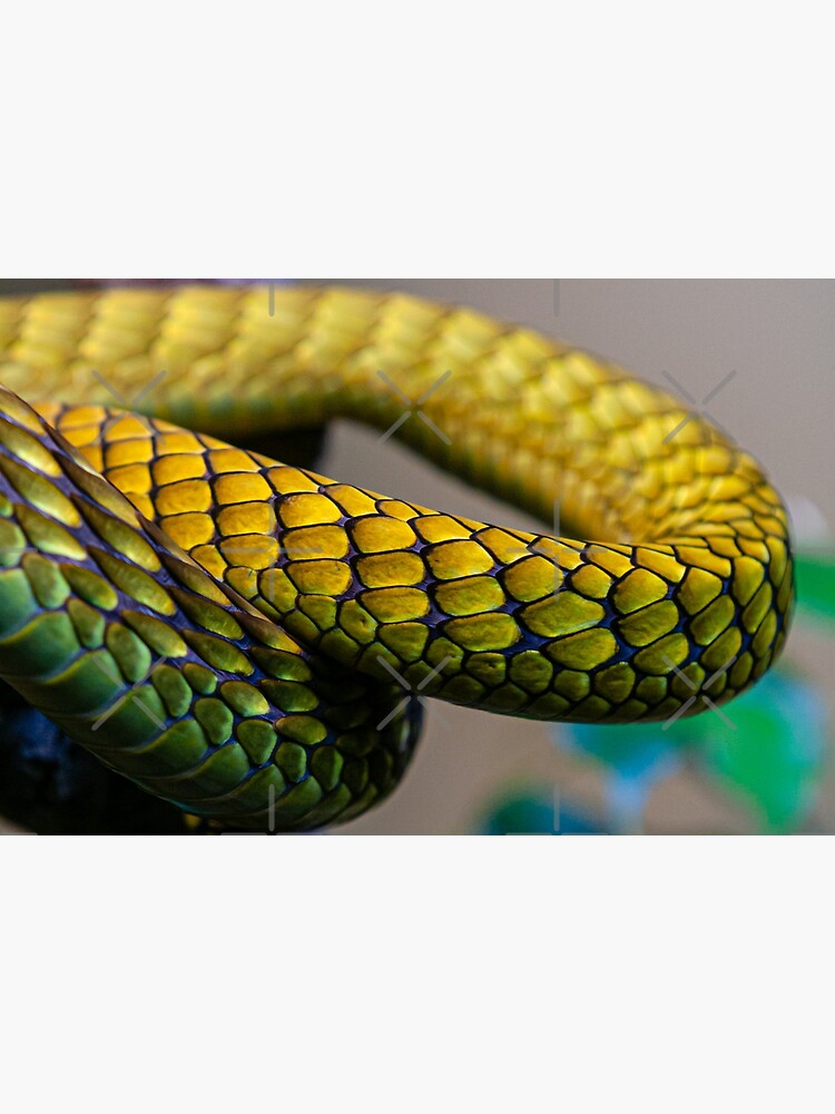 "Beautiful but deadly Green Mamba scales" Poster for Sale by Dalyn ...