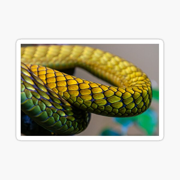 "Beautiful but deadly Green Mamba scales" Sticker by Dalyn | Redbubble