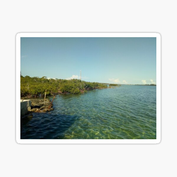 "Mangrove" Sticker for Sale by MissTLand | Redbubble