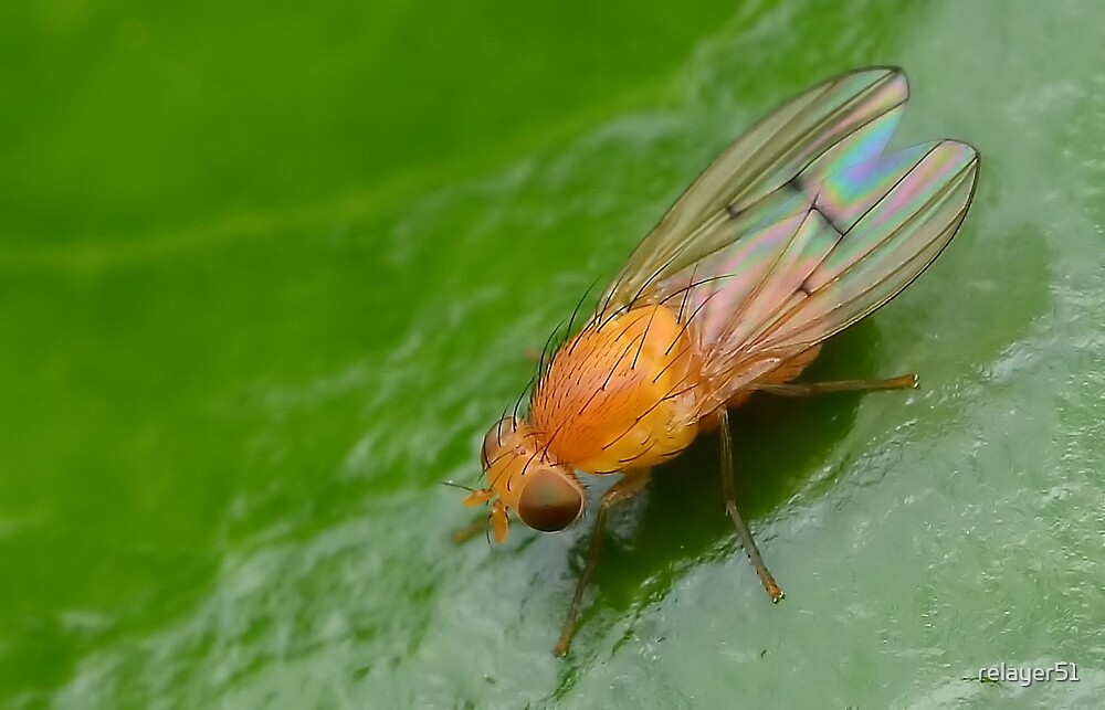 "Tiny Orange Fly" by relayer51 | Redbubble