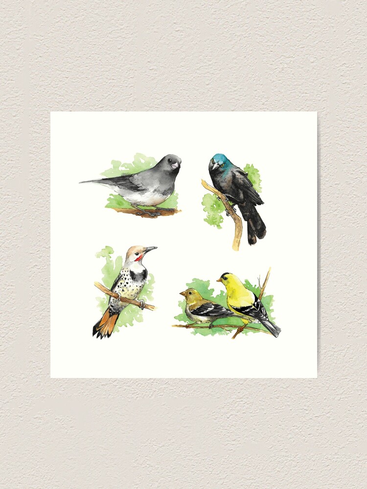 "Watercolor North American Backyard Birds Pack - Dark-Eyed Junco ...