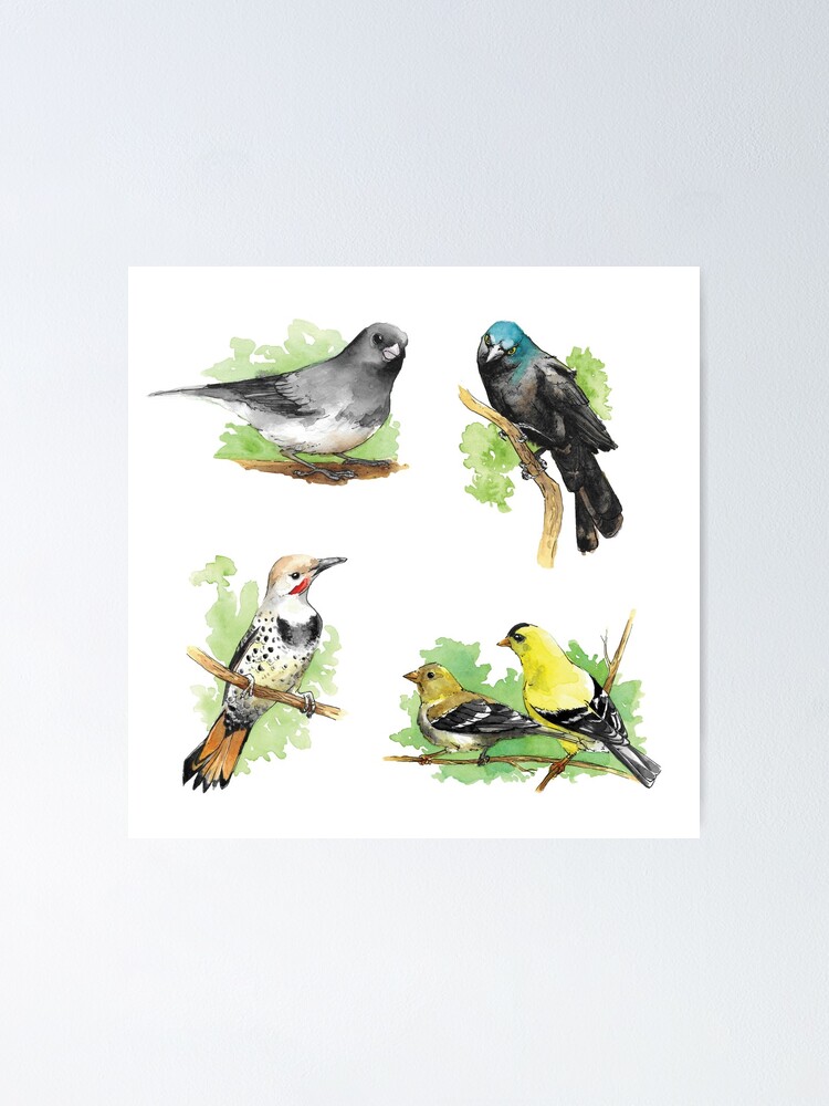 "Watercolor North American Backyard Birds Pack - Dark-Eyed Junco ...