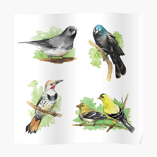 "Watercolor North American Backyard Birds Pack - Dark-Eyed Junco ...