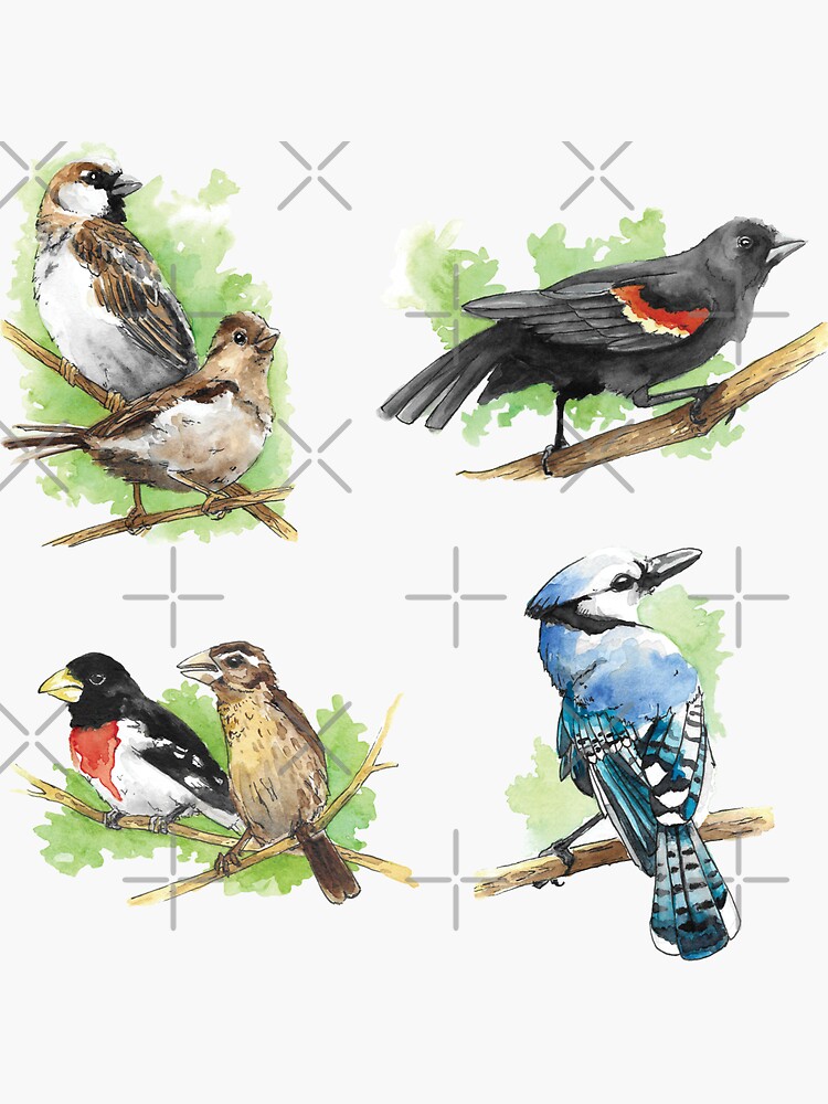 "North American Backyard Birds Pack - Blue Jay, Red-winged Blackbird ...