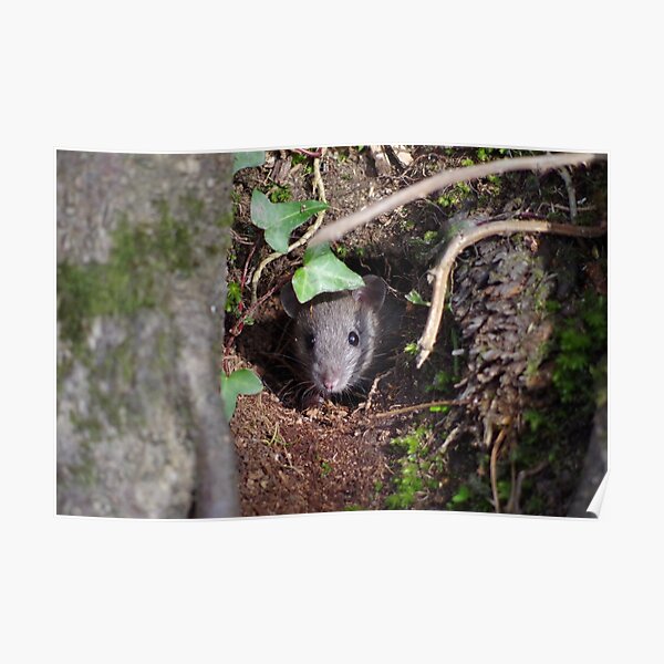 "Rat" Poster for Sale by CORNISHPHOTOS | Redbubble
