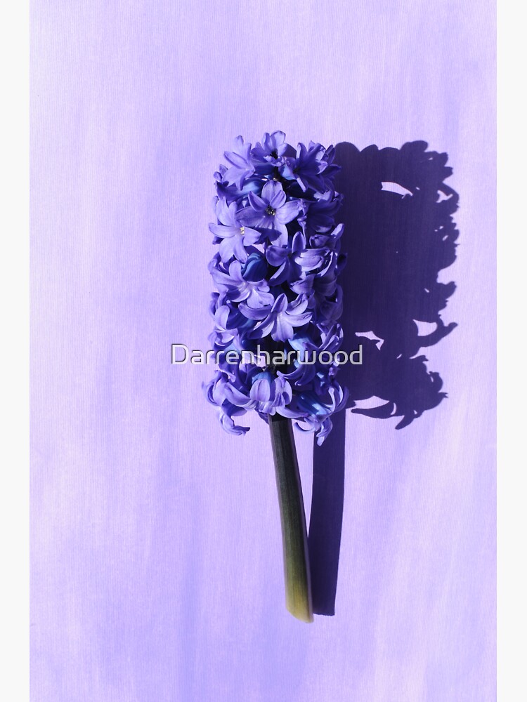 "Hyacinth - Spring flower by Darren Harwood" Sticker for Sale by ...