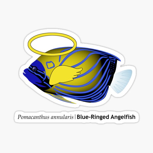 "Angelfish With Wings and Halo" Sticker for Sale by TeeCee43 | Redbubble