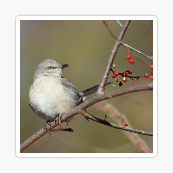"Northern Mockingbird" Sticker by Cgrimes22 | Redbubble