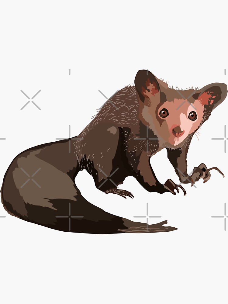 "A is for Aye Aye" Sticker for Sale by thezoogirl | Redbubble