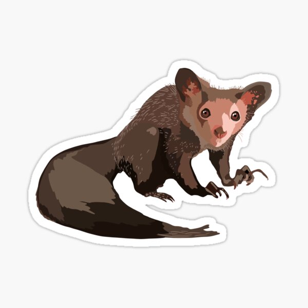 "A is for Aye Aye" Sticker for Sale by thezoogirl | Redbubble