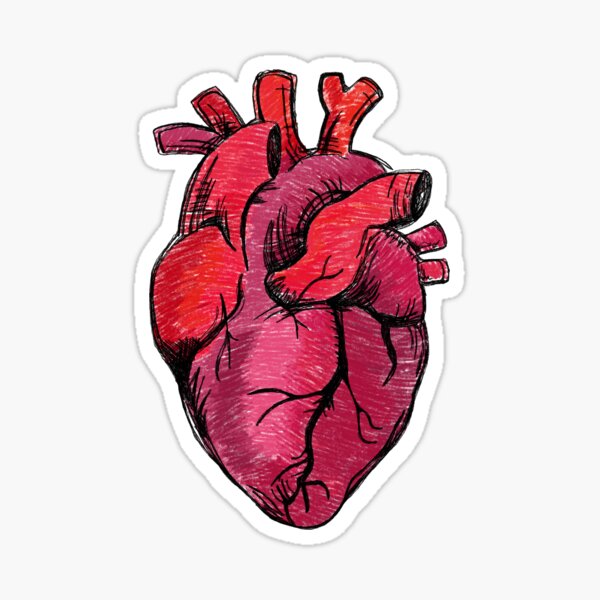 "Human Heart" Sticker for Sale by kmcmath01 | Redbubble