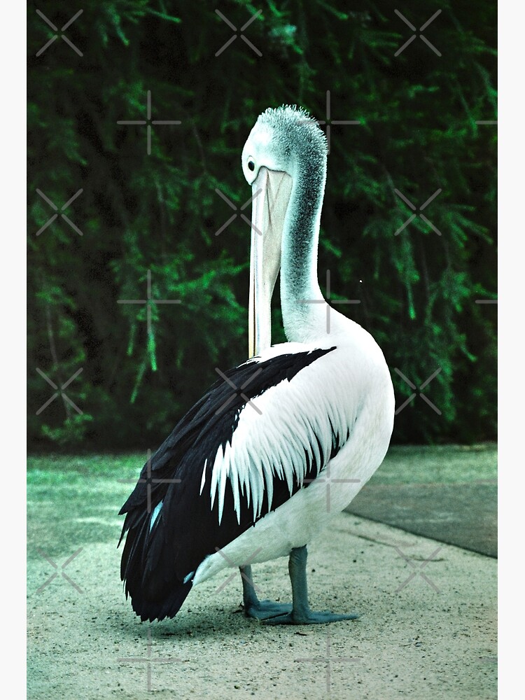 "Pelican II" Poster by blackadder | Redbubble