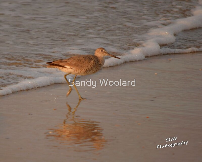 "Splish Splash" by Sandy Woolard | Redbubble