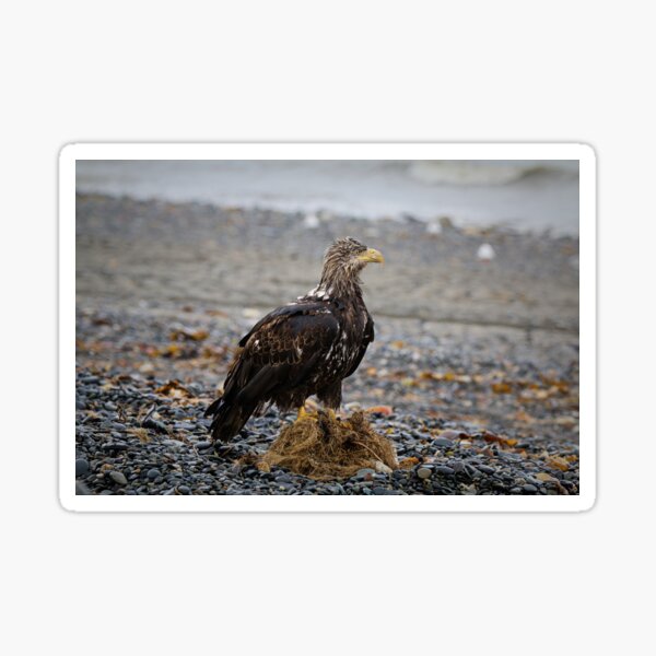 "Dirty Birdie" Sticker for Sale by Dai-Boo | Redbubble