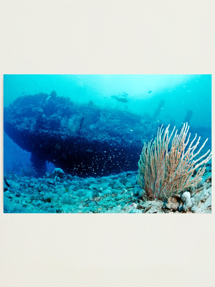 " Das Wrack beherbergt eine unglaubliche Vielfalt und Anzahl von ...