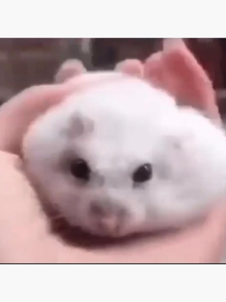 "squishy rat" Sticker for Sale by monkeymoment | Redbubble