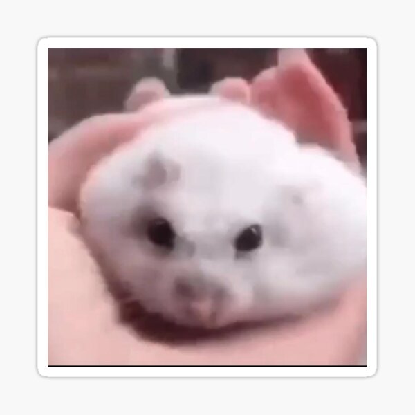 "squishy rat" Sticker for Sale by monkeymoment | Redbubble