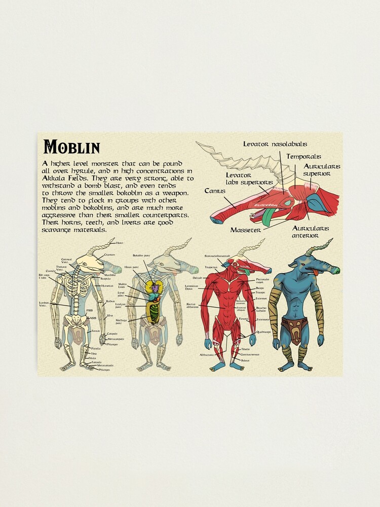 "Moblin Anatomie" Fotodruck von zeldink | Redbubble