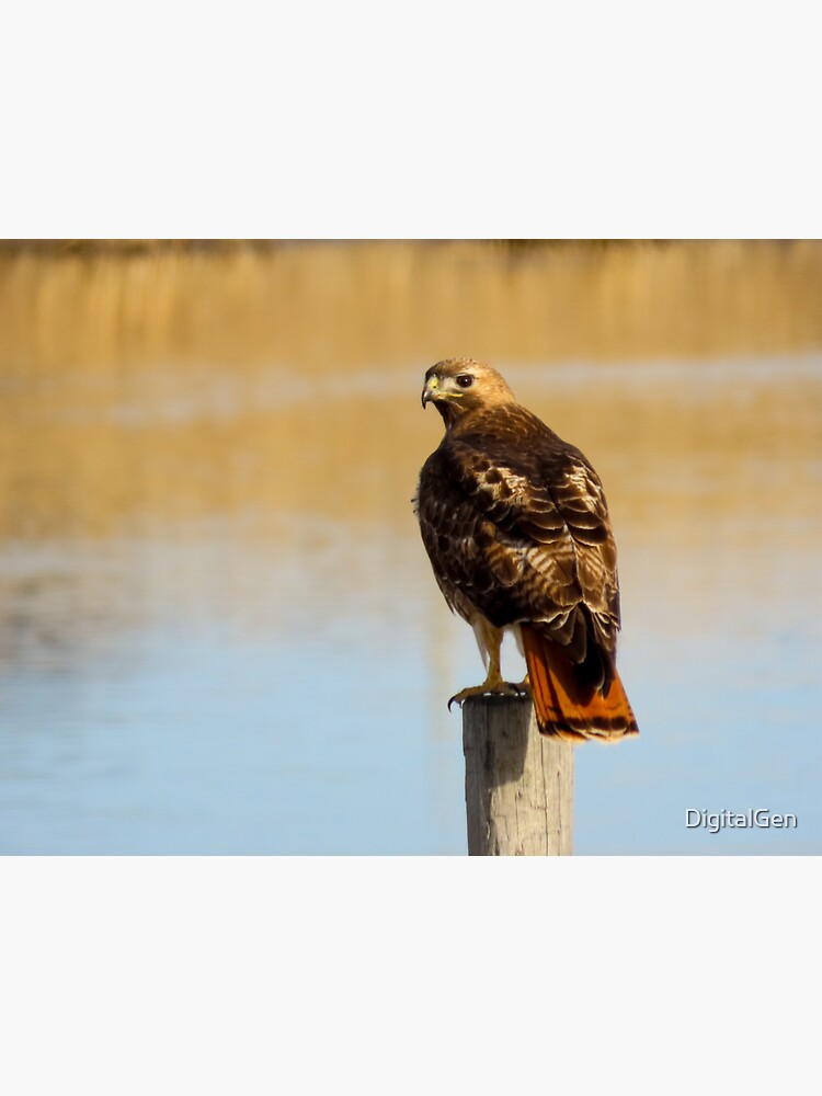 "Red-tailed Hawk" Sticker for Sale by DigitalGen | Redbubble