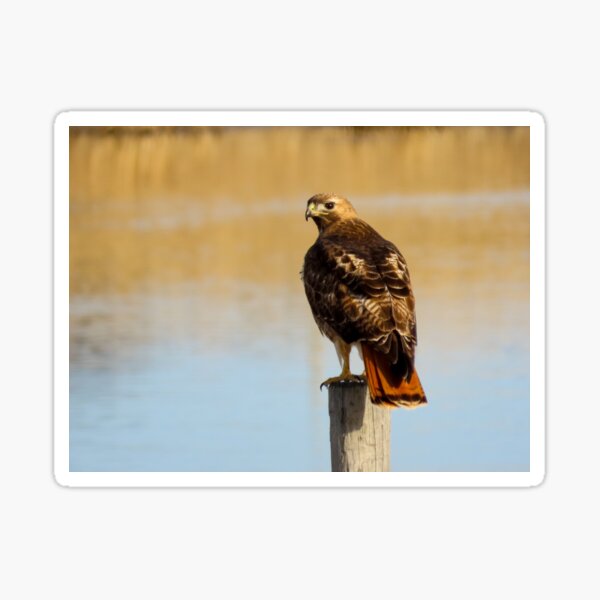 "Red-tailed Hawk" Sticker for Sale by DigitalGen | Redbubble