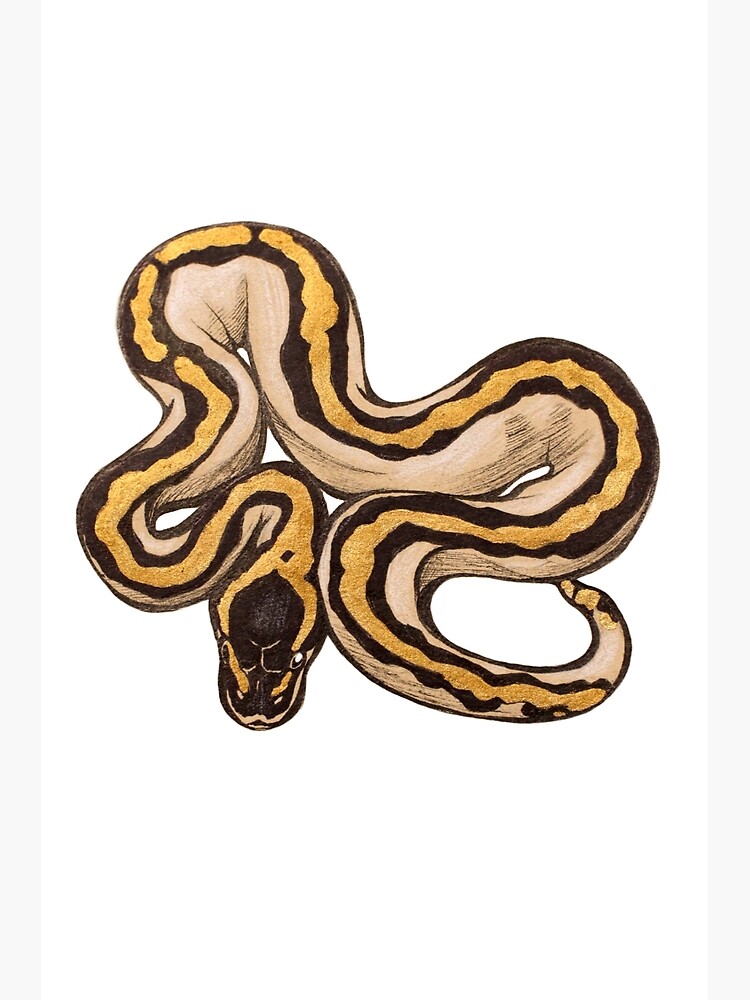 "Golden Boa" Poster by strawberysnakes | Redbubble