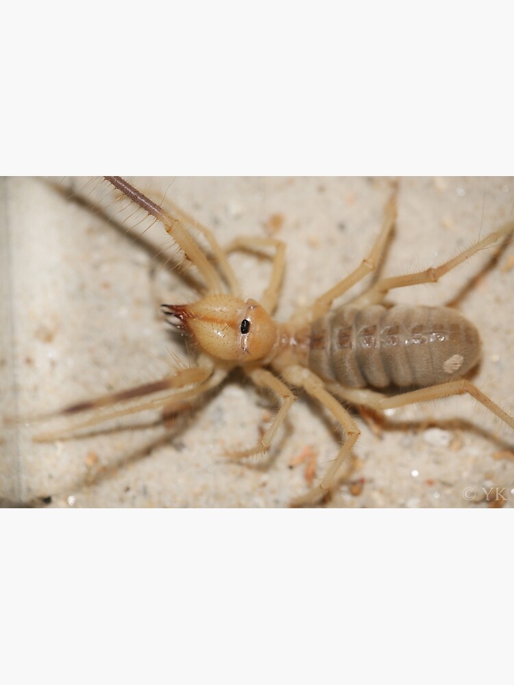 Camel Spider The Truth And Myths Of Camel Spiders | Discover Magazine