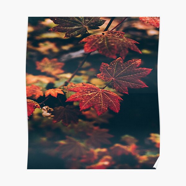 "Maple" Poster for Sale by nwok | Redbubble