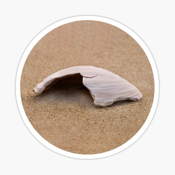 "Broken Cracked Seashell on the Beach " Sticker by EpicTreasure | Redbubble