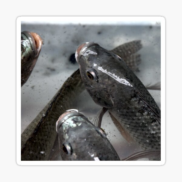 "African Tilapia Fish" Sticker for Sale by Sunnyhova | Redbubble