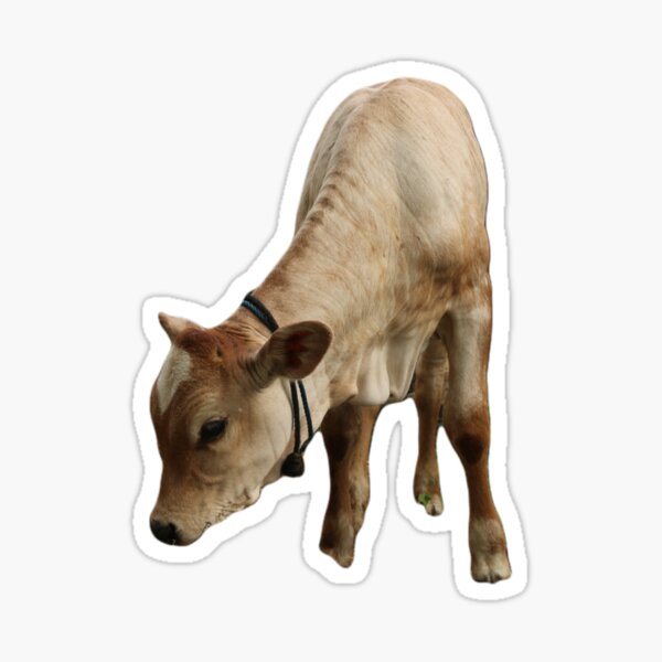 "Funny beef calf cattle" Sticker by kall3bu | Redbubble