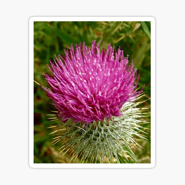"Scottish Thistle" Sticker for Sale by Forfarlass | Redbubble