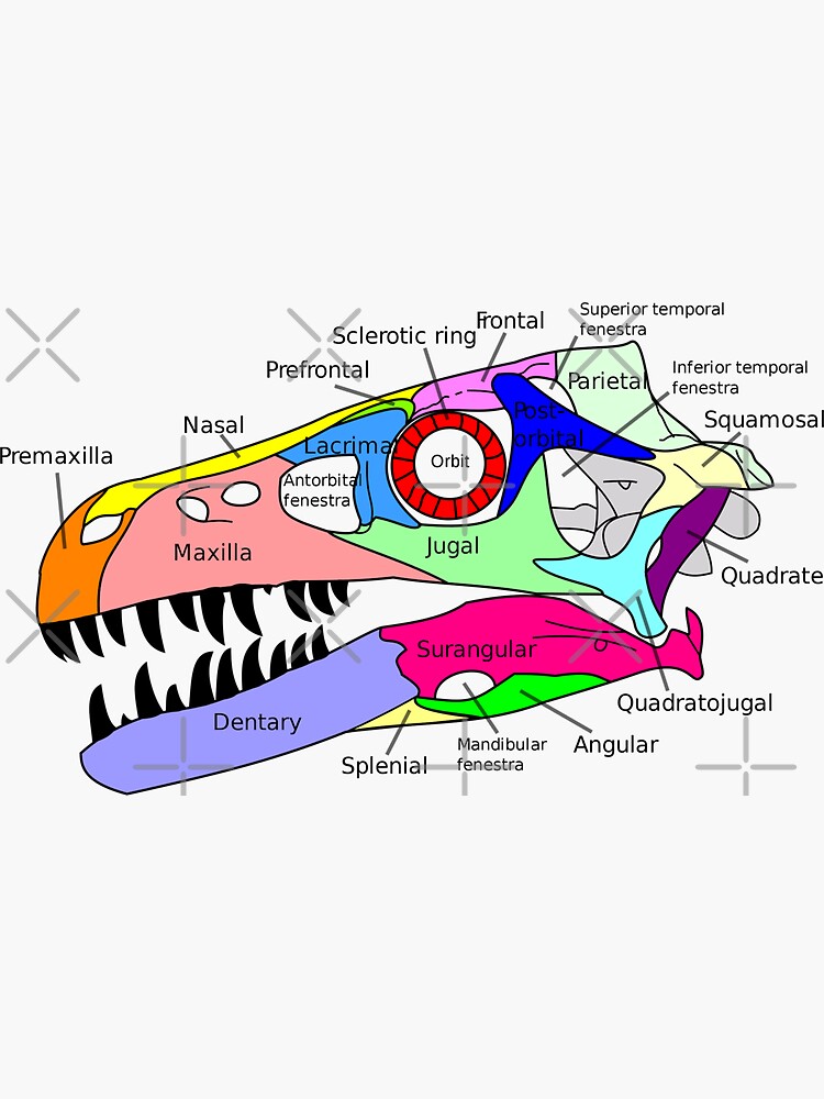 "Diagram of Archosaur Skull" Sticker for Sale by voiceandvision | Redbubble