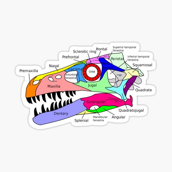 "Diagram of Archosaur Skull" Sticker for Sale by voiceandvision | Redbubble