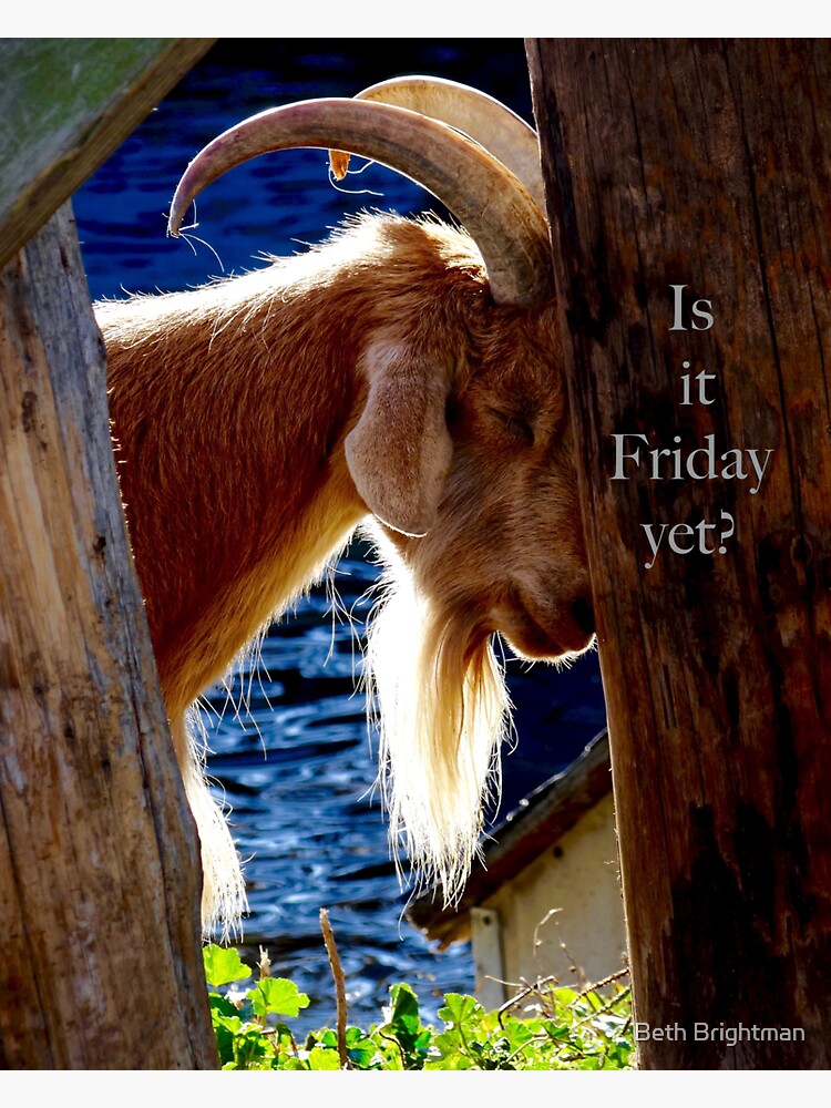 "Is it Friday yet?" Sticker for Sale by BBrightman | Redbubble