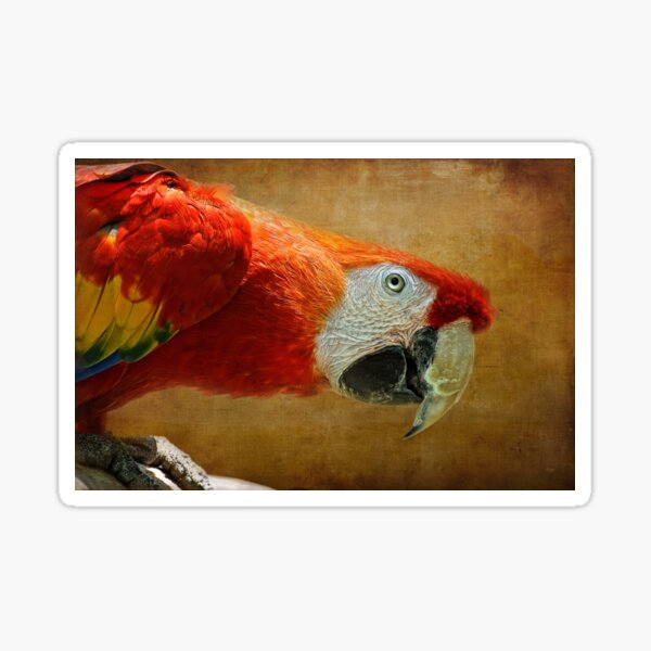 "Pretty Boy" Sticker for Sale by LoisBryan | Redbubble