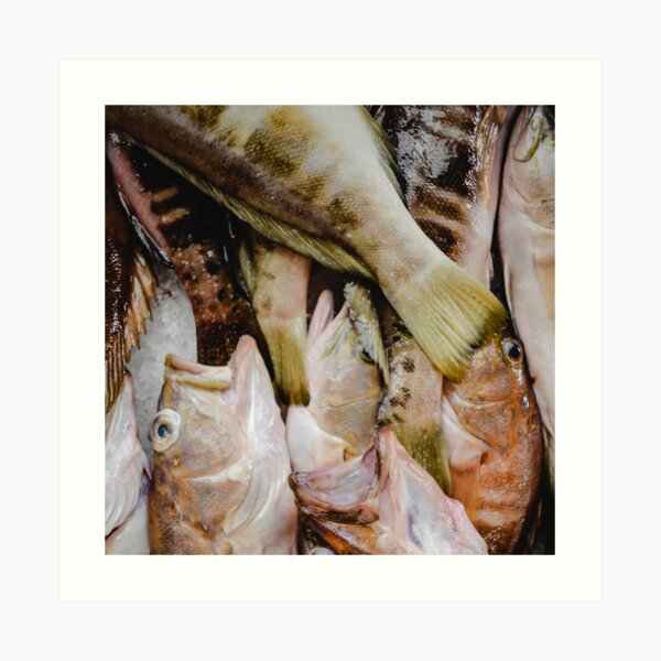 Dead Fish Art Prints | Redbubble