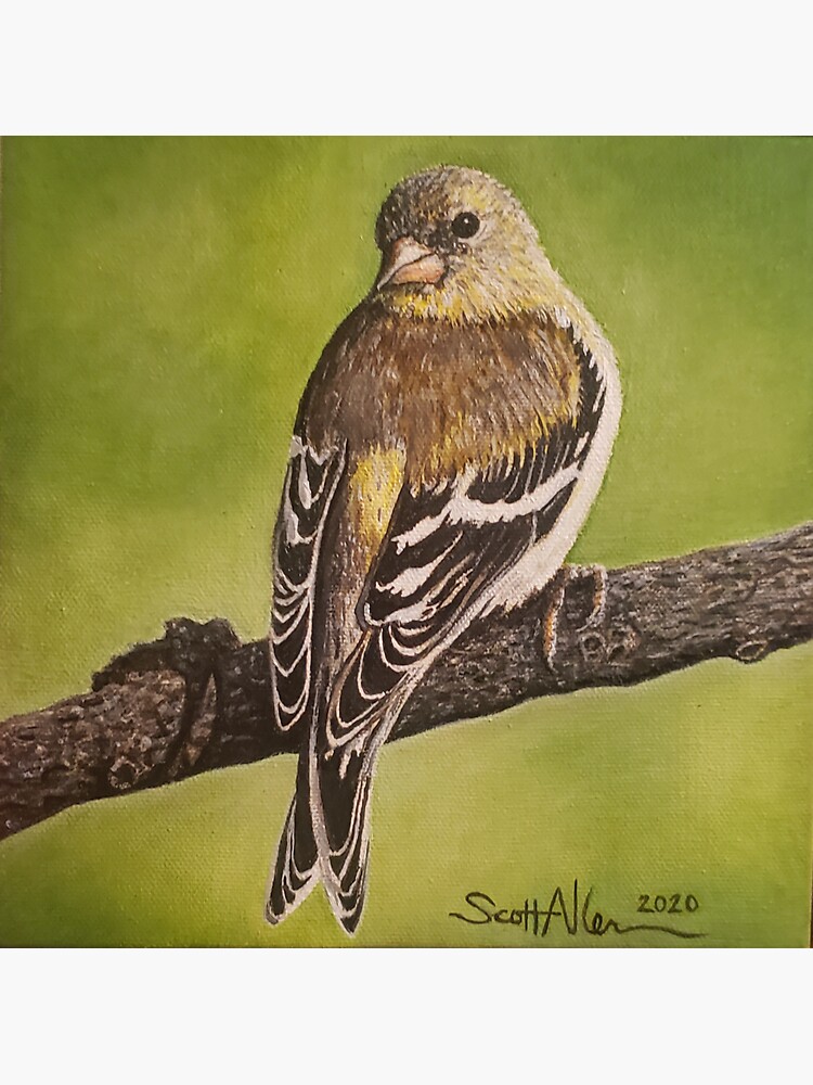 "Miss Finch" Sticker by ScottsGraphics | Redbubble