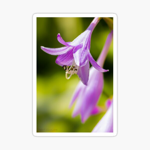 "Hosta" Sticker for Sale by baneling | Redbubble