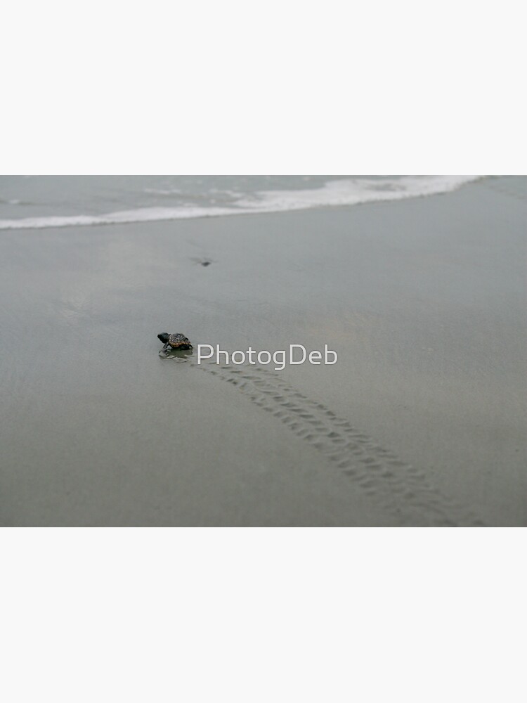 "Loggerhead sea turtle hatchling" Sticker for Sale by PhotogDeb | Redbubble