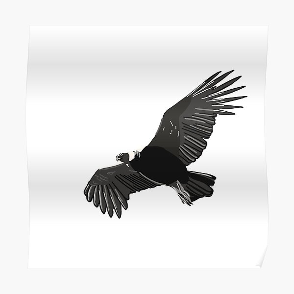 "Andean condor illustration" Poster for Sale by cen7997 | Redbubble