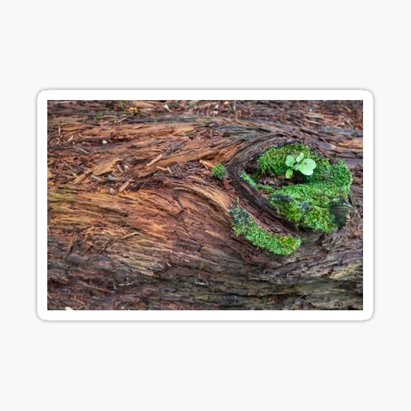 "Life in Death Plants Grow Inside Of Dead Tree" Sticker by AmberCamera ...