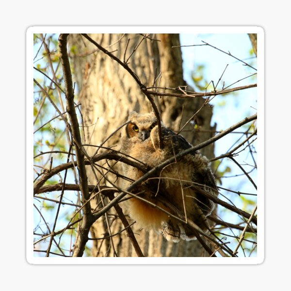 "Sitting pretty" Sticker for Sale by locustgirl | Redbubble